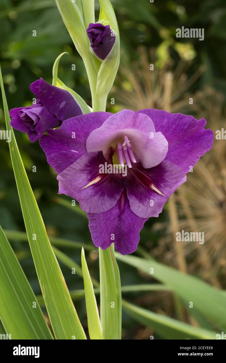 Gladioli flowers, close-up garden flower portrait Stock Photo - Alamy