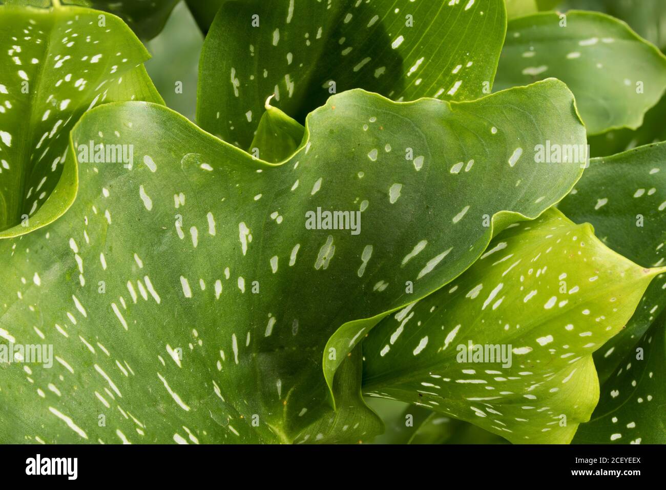 Calla Lilly close up natural plant portrait Stock Photo - Alamy