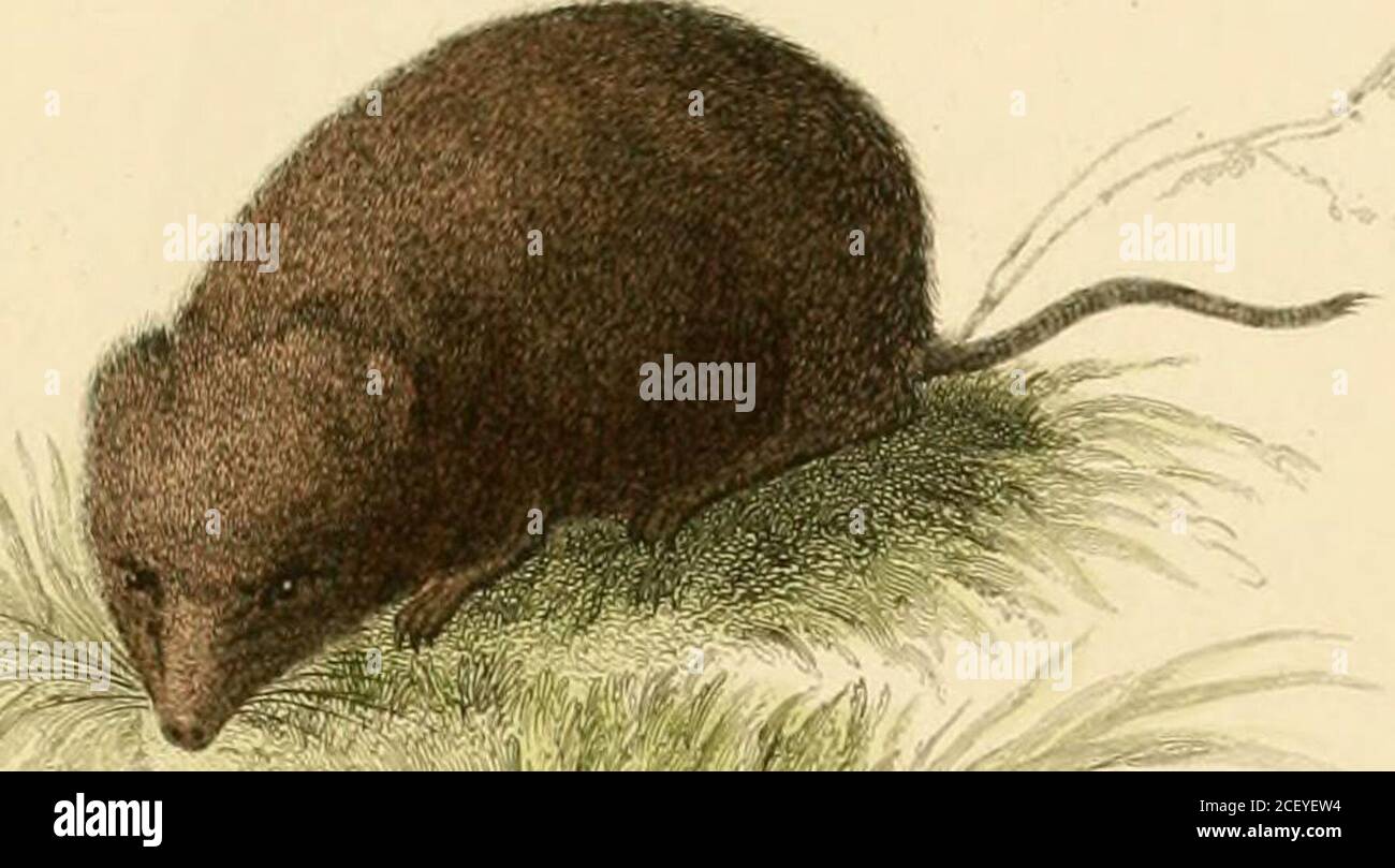 . Natural history of New York. /Ar.M/N/tr/.Vii, Iliid- 2.) ?i Stock ...