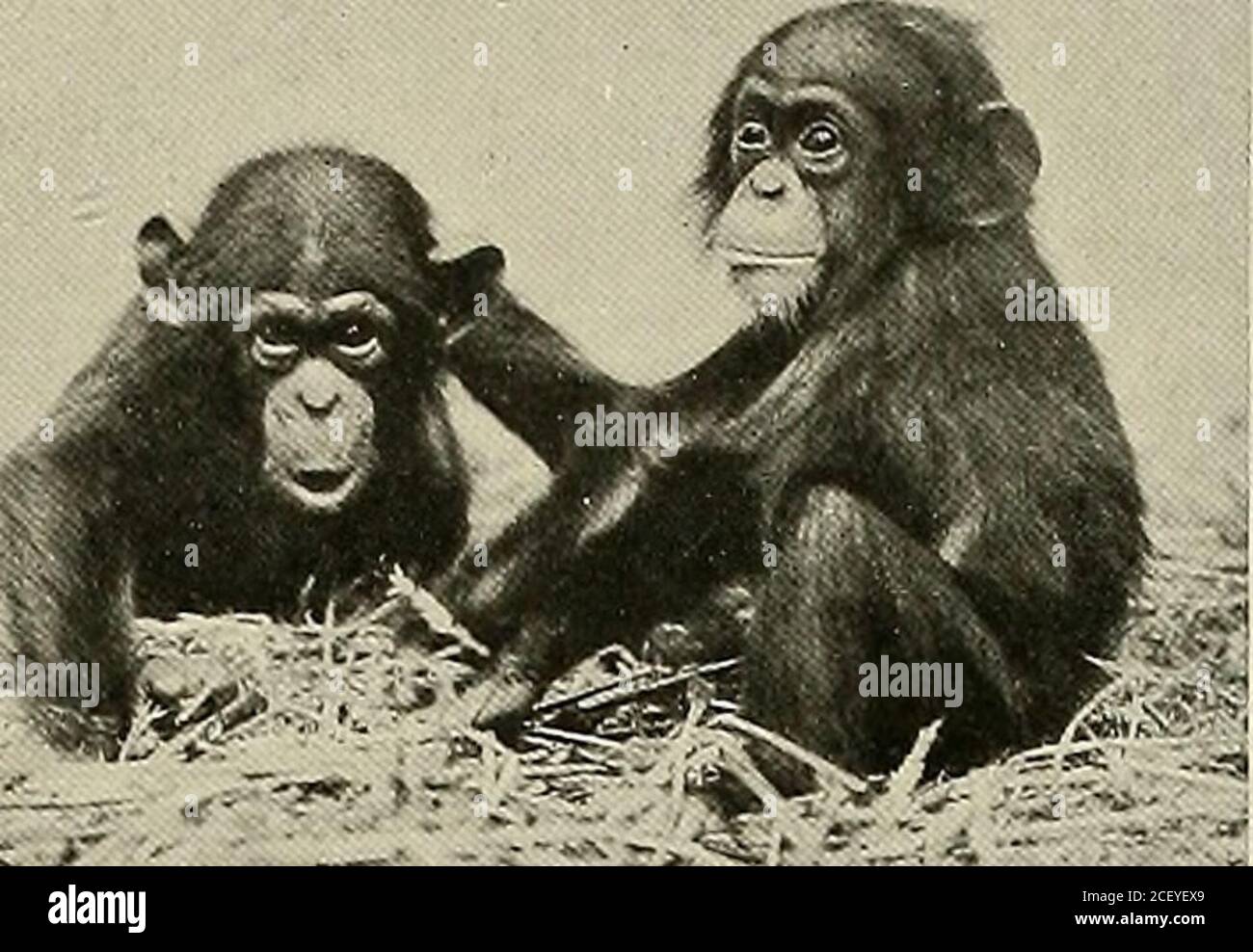 Illustrated ape magazine hi-res stock photography and images - Alamy