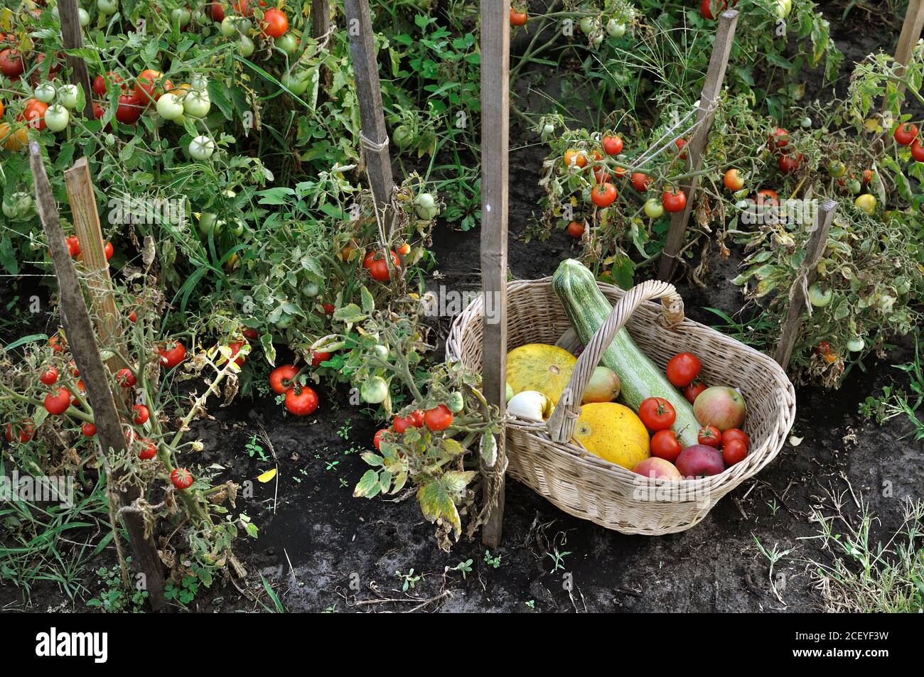 The fruits of the vegetable garden hi-res stock photography and images ...