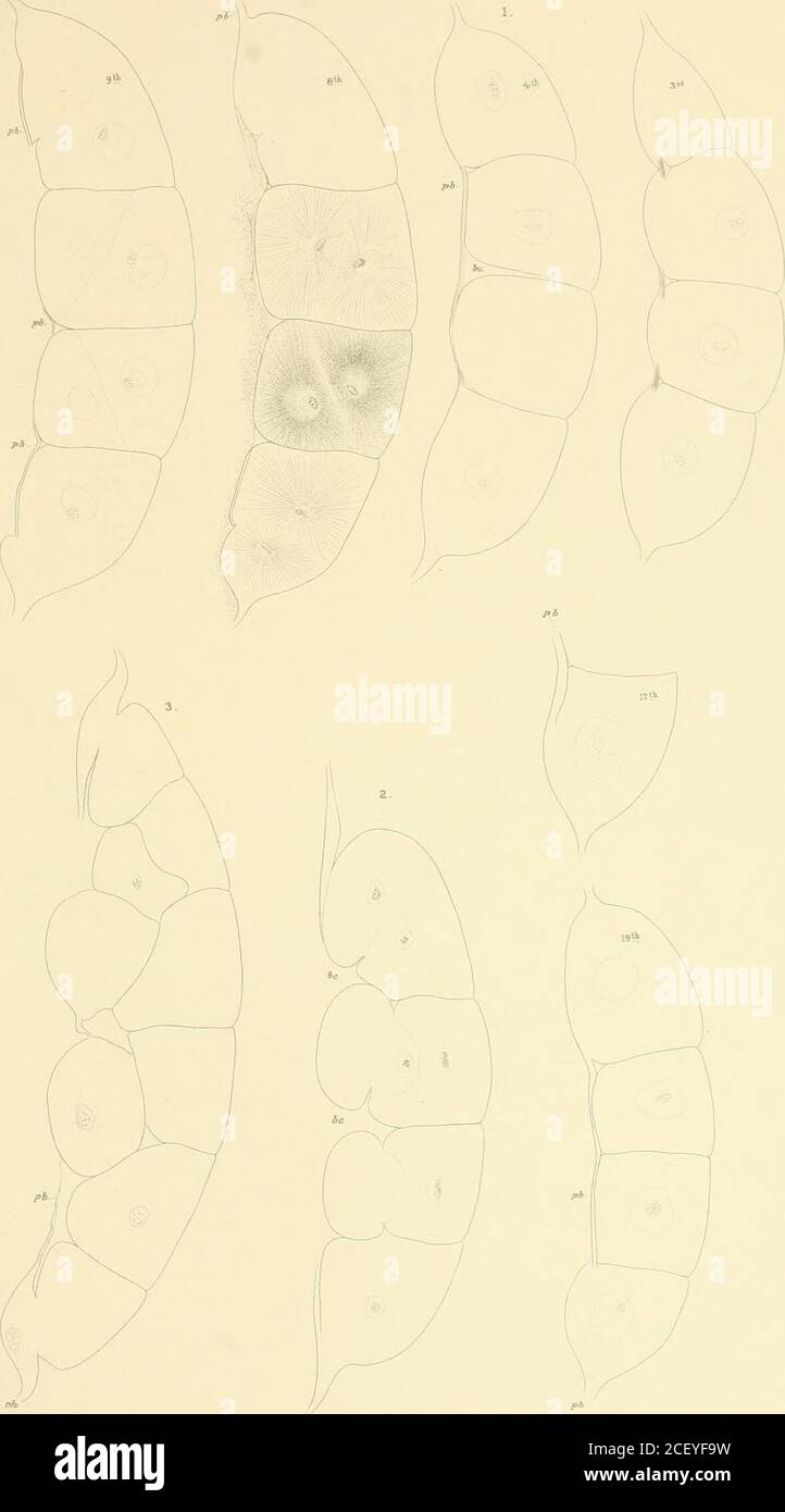 32 cell stage hi-res stock photography and images - Alamy