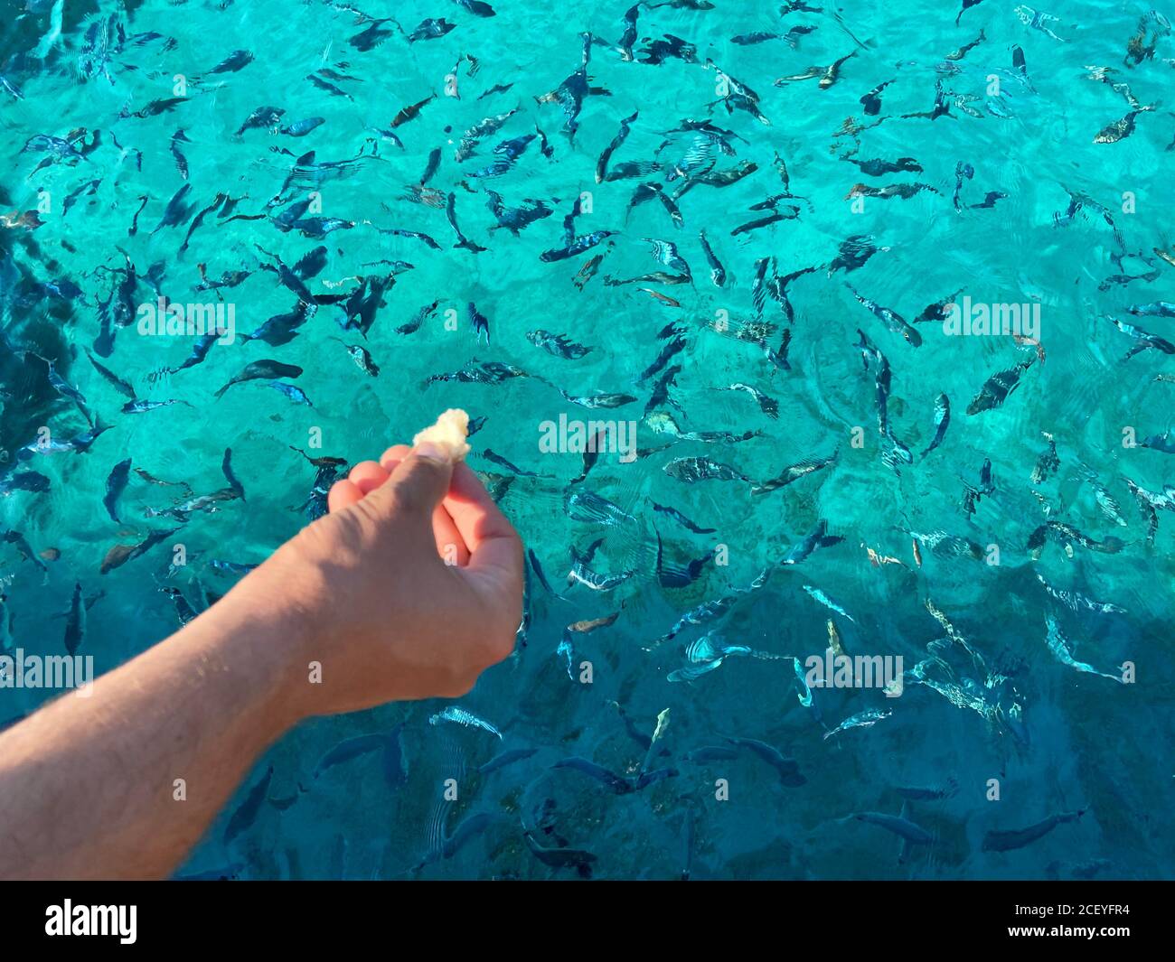 close up woman's hand throwing bread to fish Stock Photo - Alamy