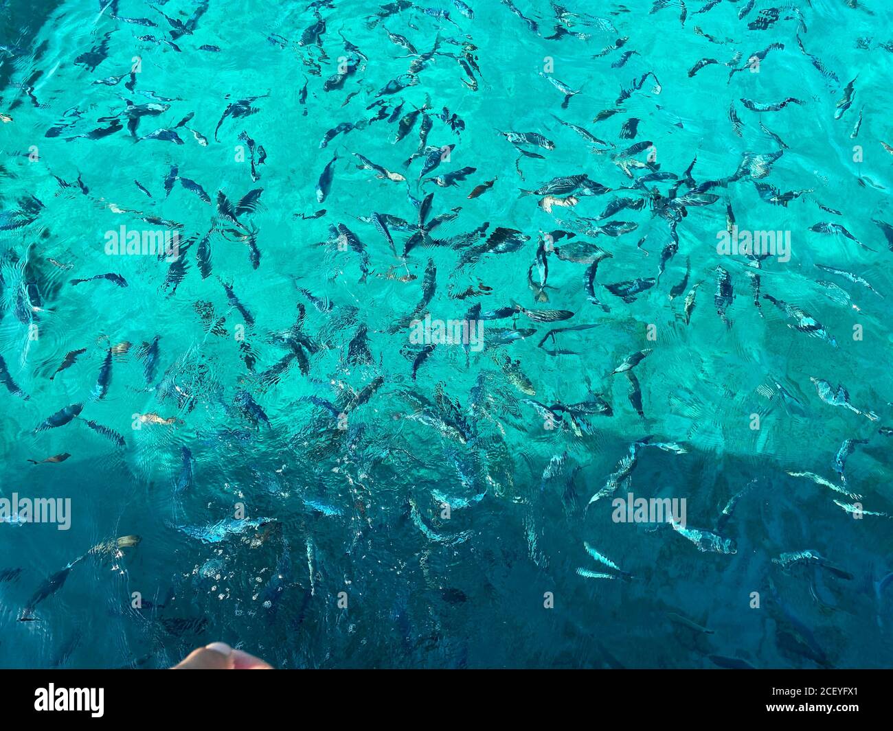 close up woman's hand throwing bread to fish Stock Photo - Alamy