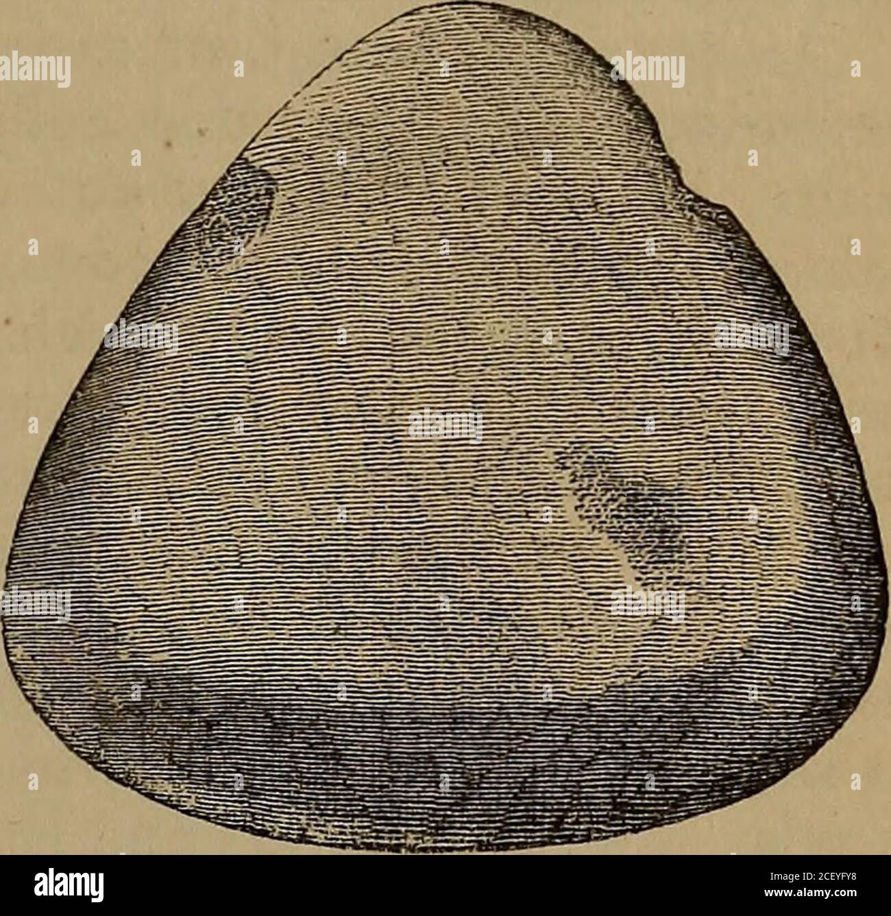 . The ancient stone implements, weapons, and ornaments, of Great ...