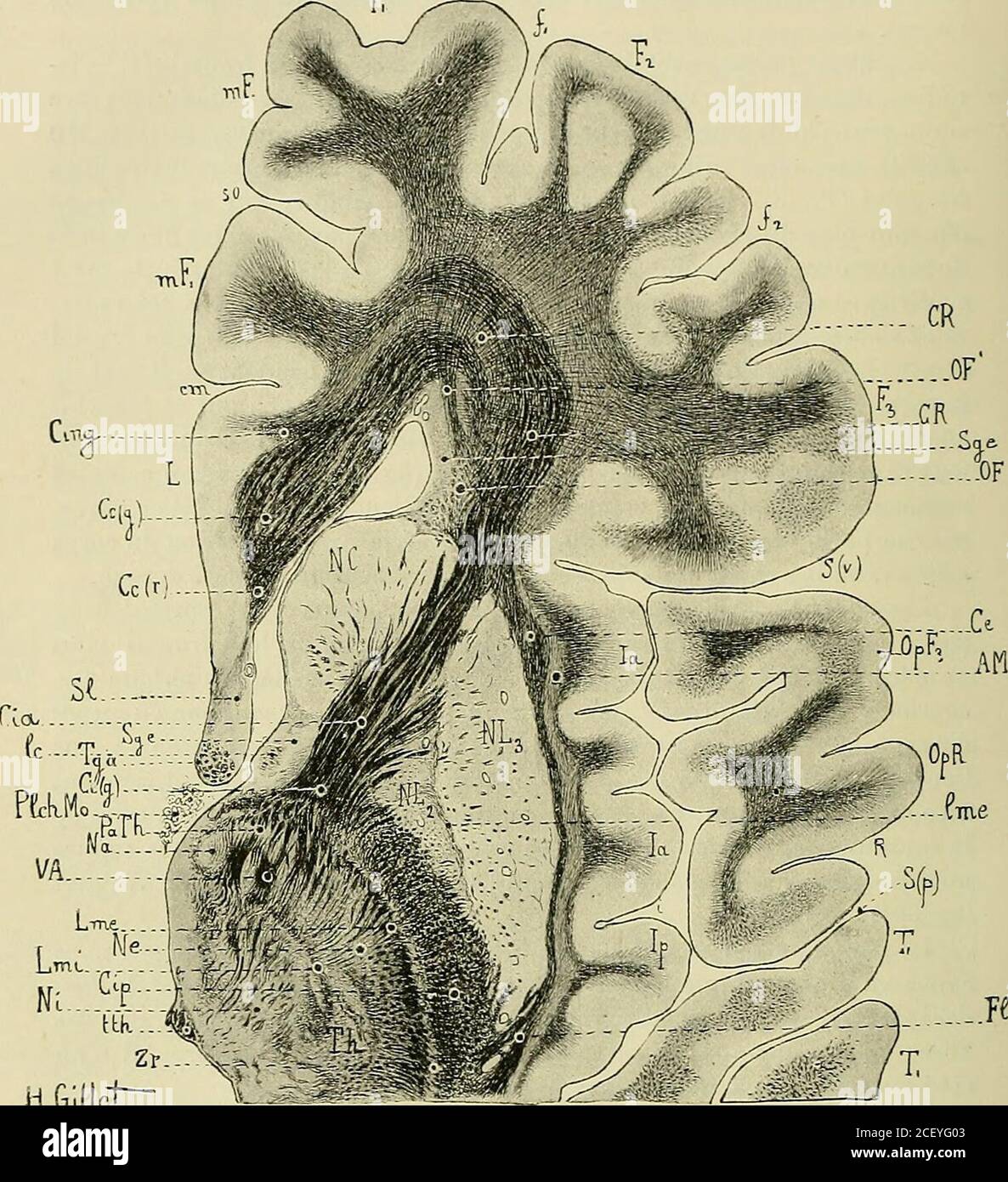 Anatomie du genou hi-res stock photography and images - Alamy