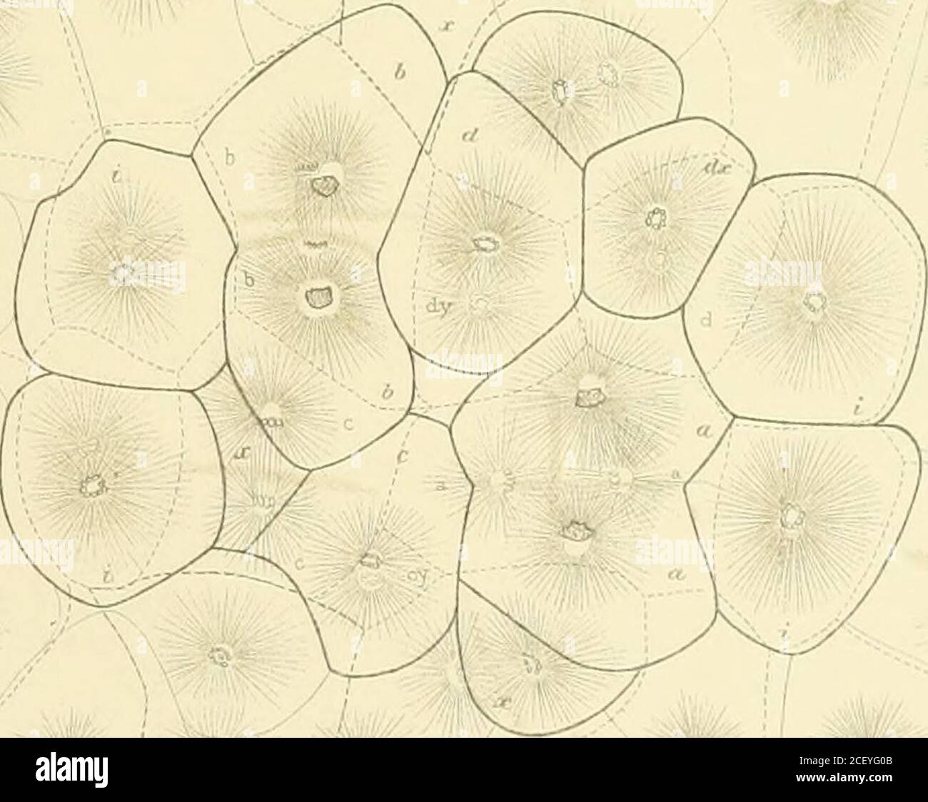 32 cell stage hi-res stock photography and images - Alamy