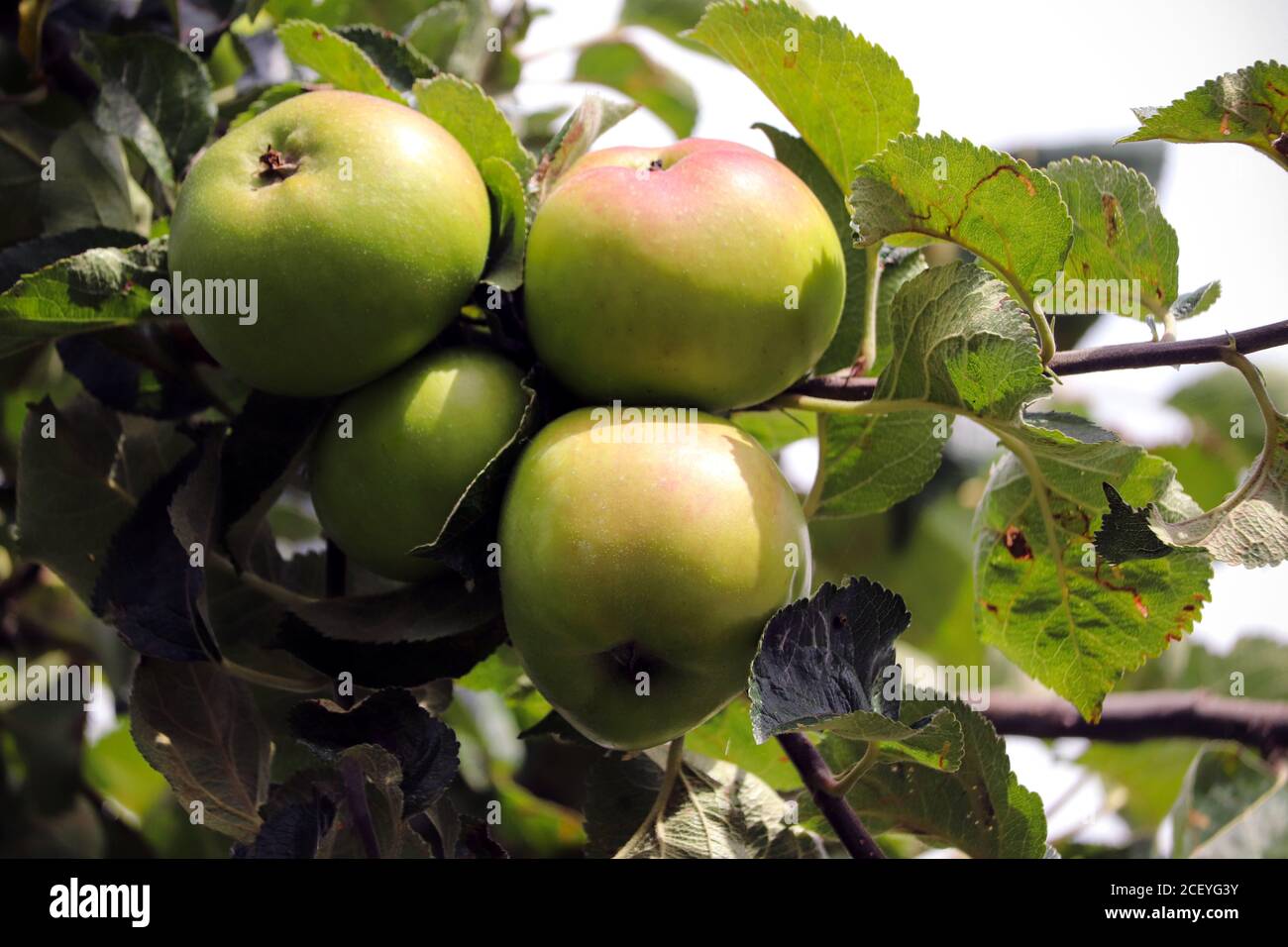 Moisture apple hi-res stock photography and images - Alamy