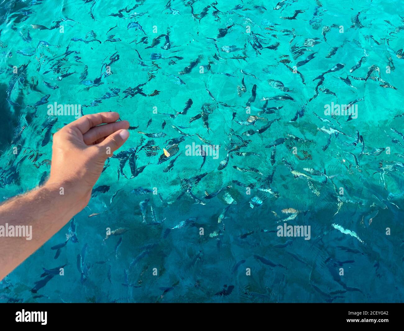 close up woman's hand throwing bread to fish Stock Photo - Alamy