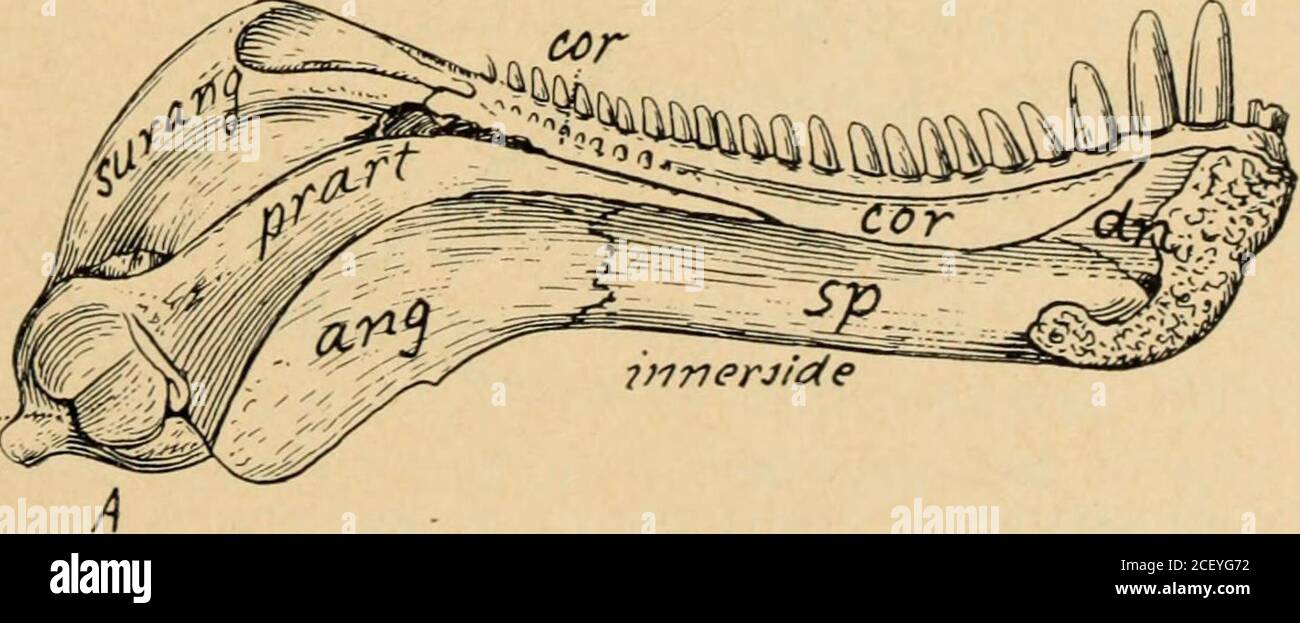Cynodont hi-res stock photography and images - Alamy