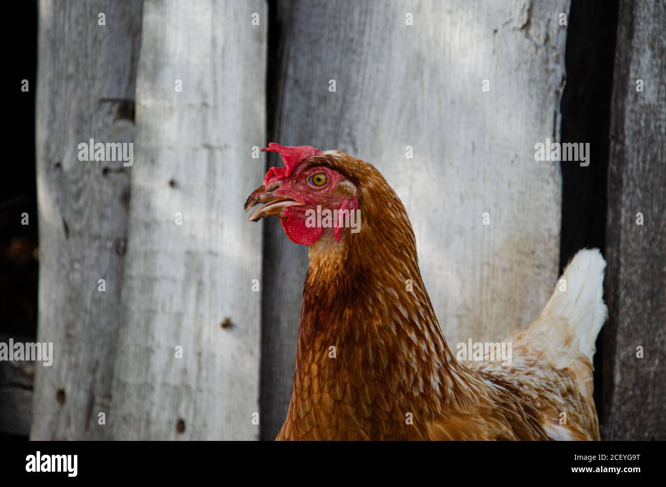 Hens feed on the traditional rural barnyard at sunny day. Detail of hen ...