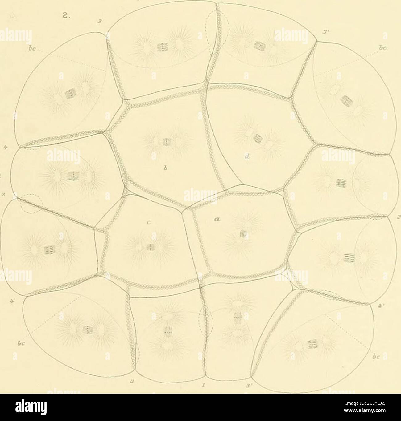 . The development of osseous fishes. Ri^ht. PLATE XXXIII. PLATE XXXIII ...