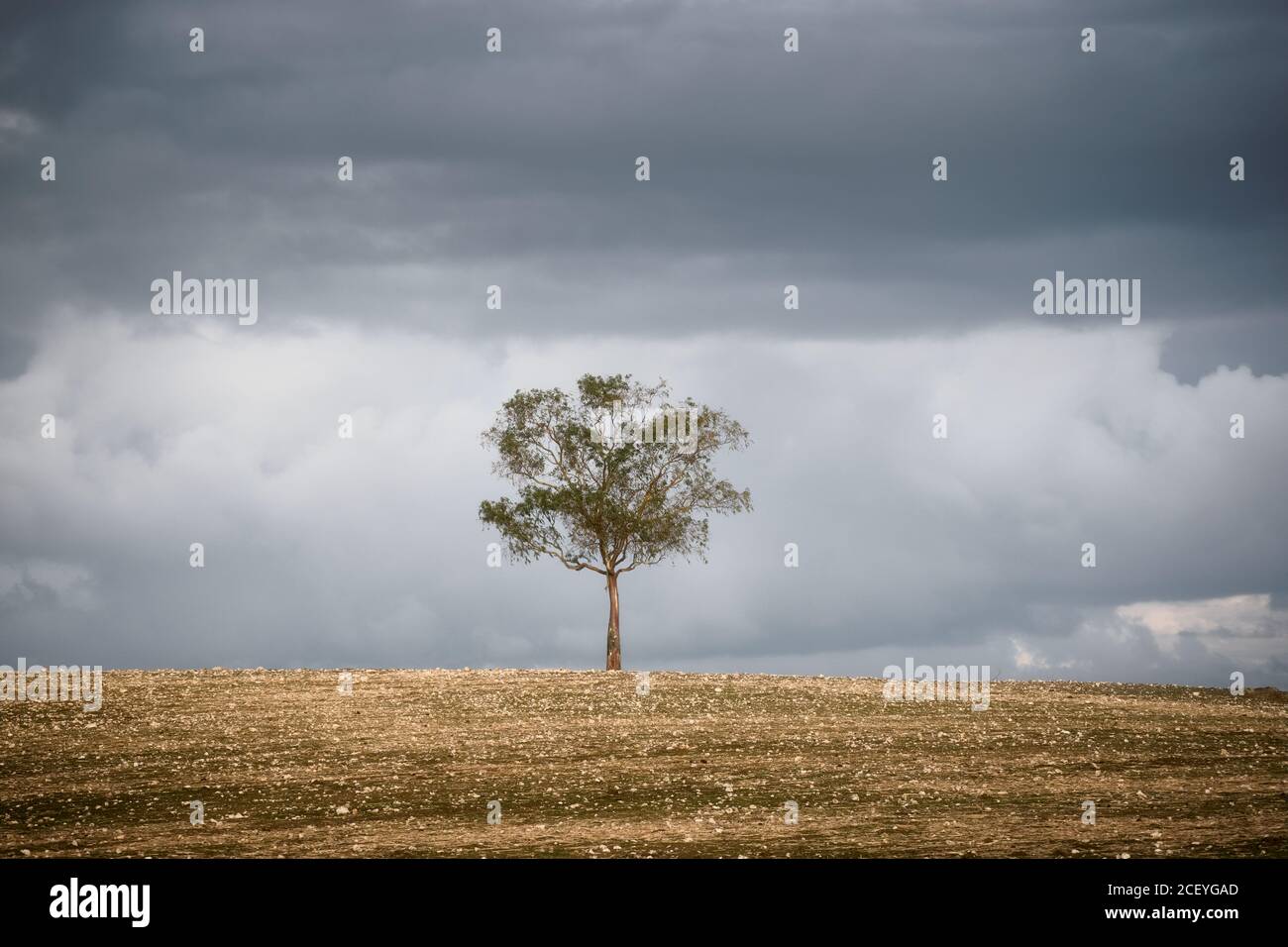 Alentejo Plains, Planicie Alentejana, Portugal Stock Photo - Alamy