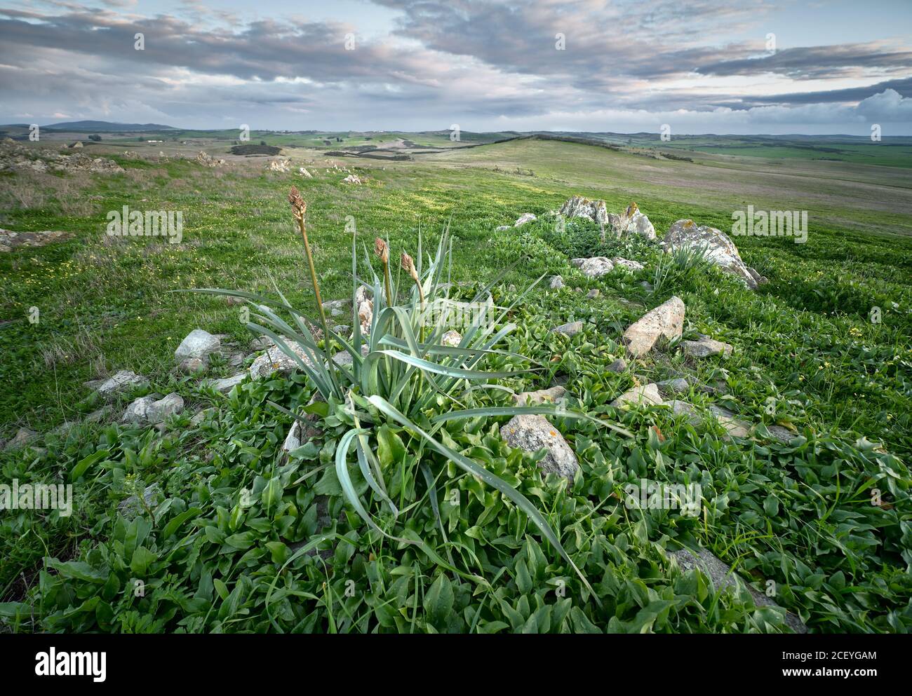 Alentejo plains hi-res stock photography and images - Alamy