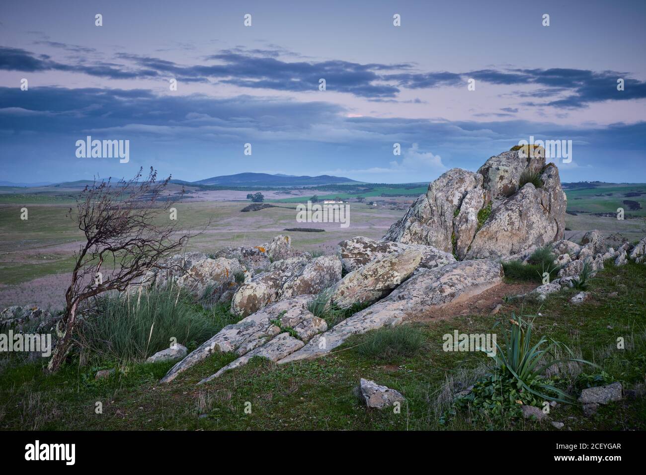 Alentejana hi-res stock photography and images - Alamy