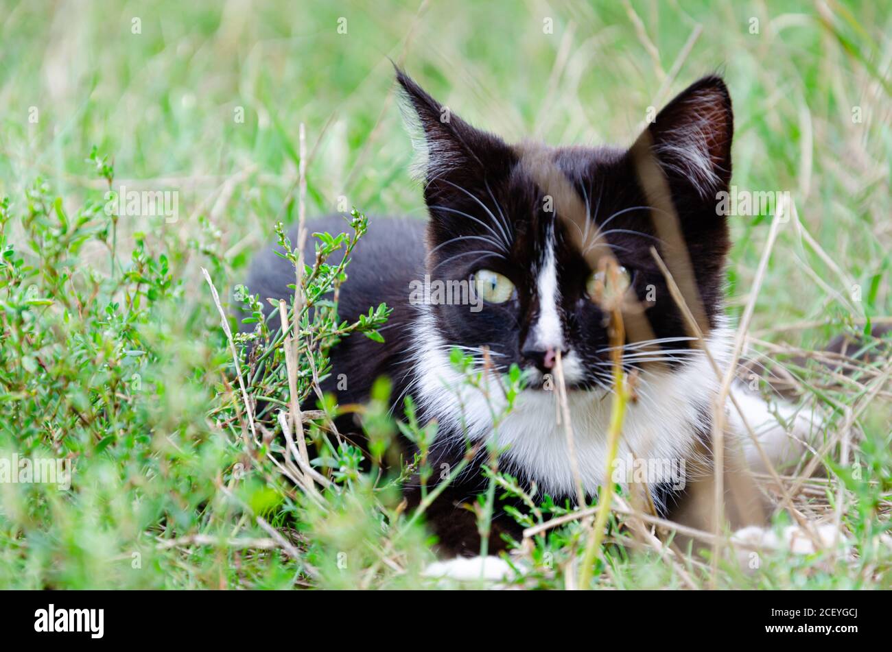 Homeless white cat walks in summer on meadow with dandelions. Concept ...
