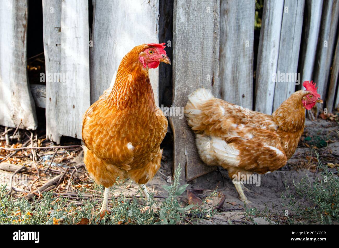 Hens feed on the traditional rural barnyard at sunny day. Detail of hen ...