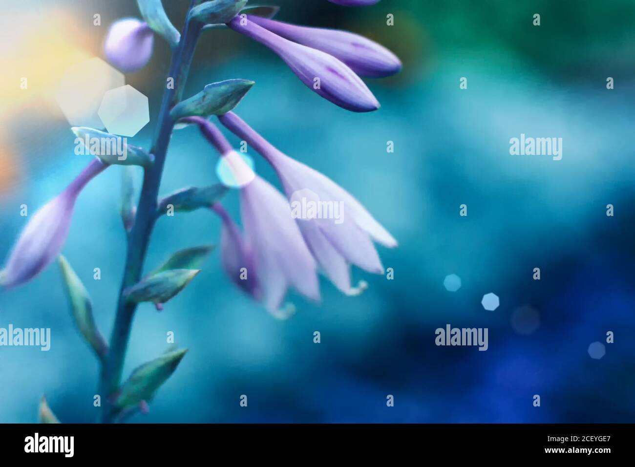 Purple Hosta High Resolution Stock Photography and Images - Alamy