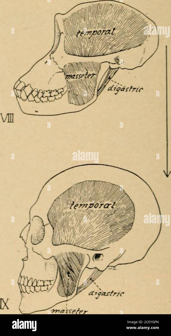 Ganoid fish hi-res stock photography and images - Alamy