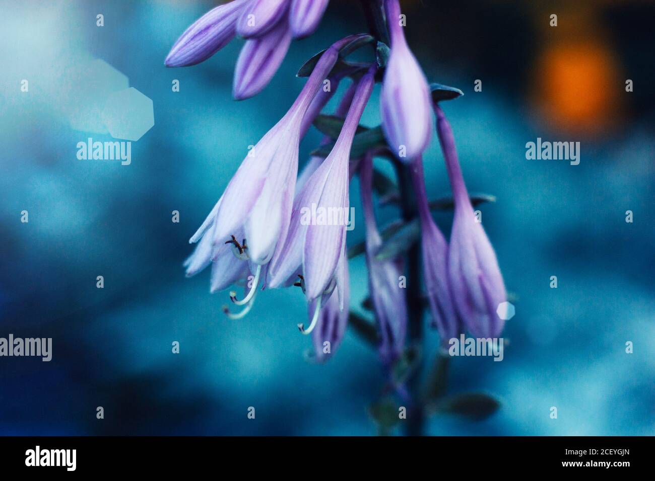 Purple Hosta High Resolution Stock Photography and Images - Alamy