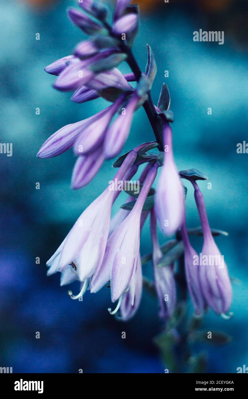 Purple Hosta High Resolution Stock Photography and Images - Alamy