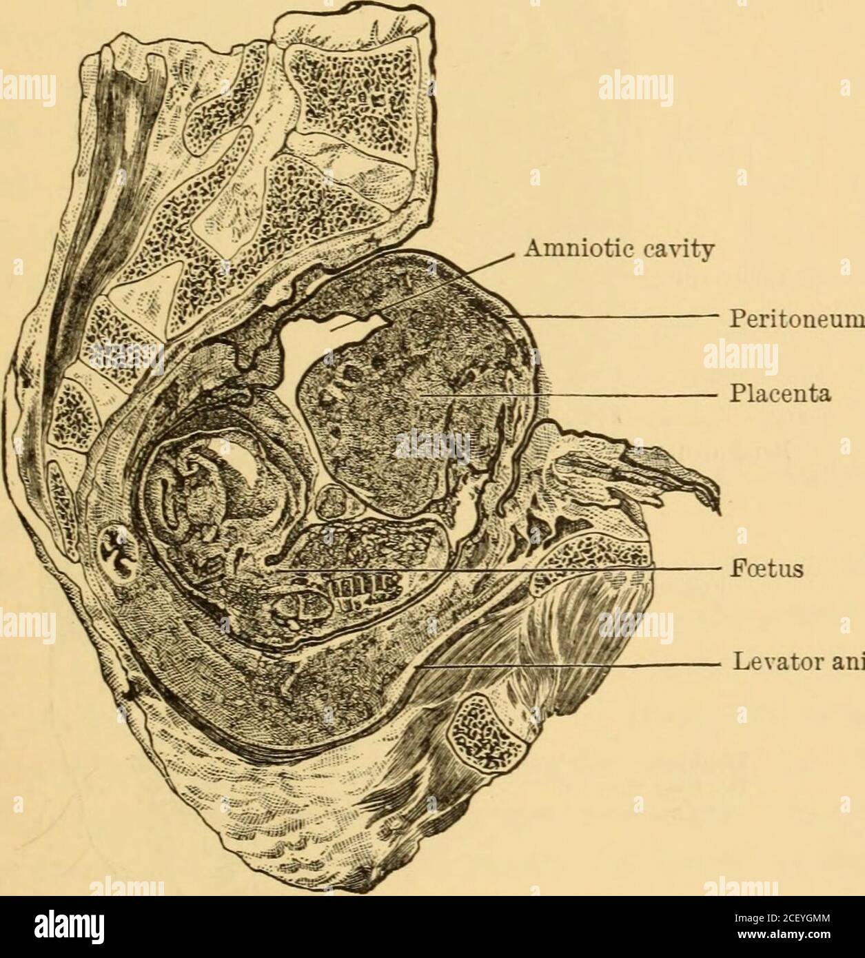 . Diseases of women. A clinical guide to their diagnosis and treatment ...