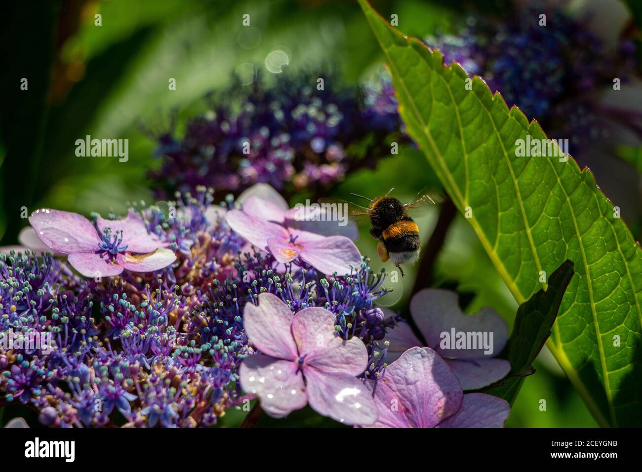 Hydrangea bee hi-res stock photography and images - Alamy