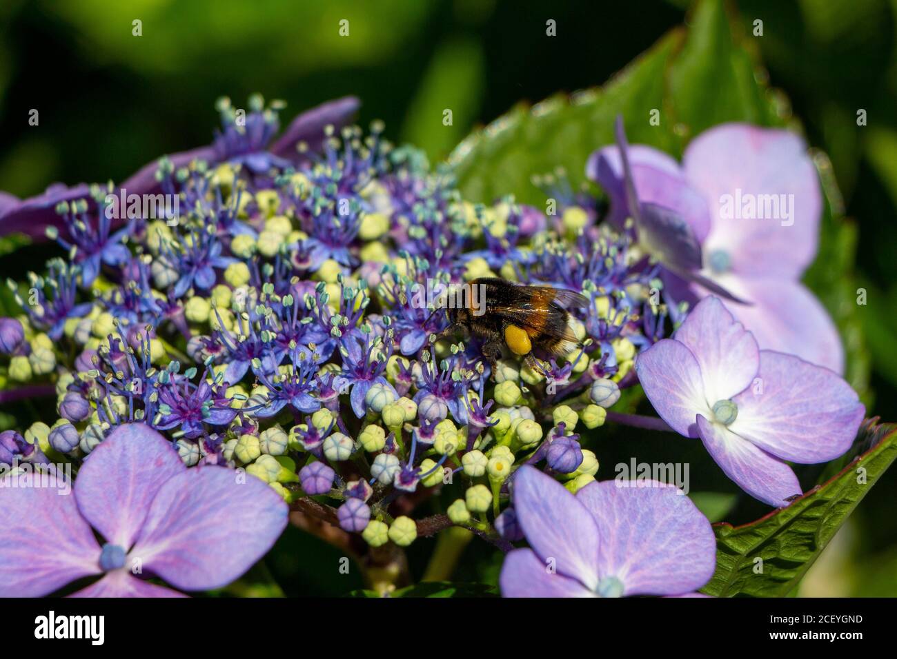 Insects collect nectar from blooming hi-res stock photography and ...