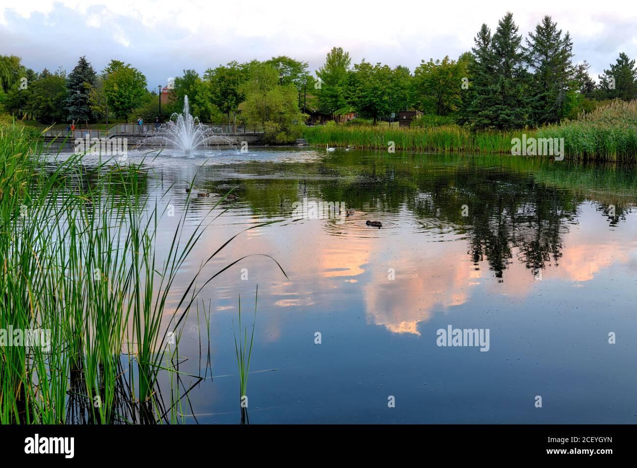 Wildlife ducks swimming in the pond at dawn Stock Photo - Alamy