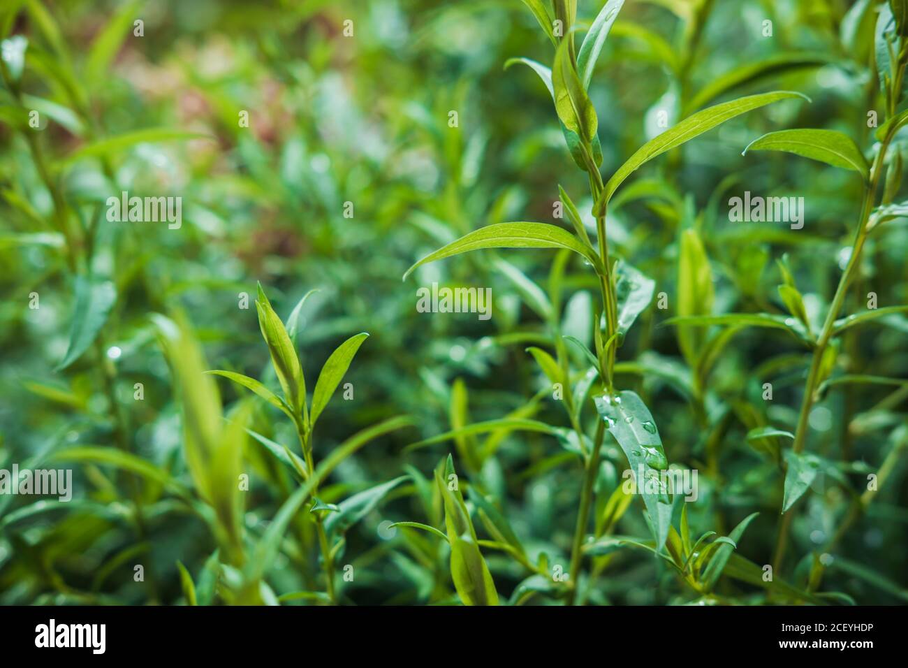 Greenery texture from leaves. Green bright wet surface with water ...