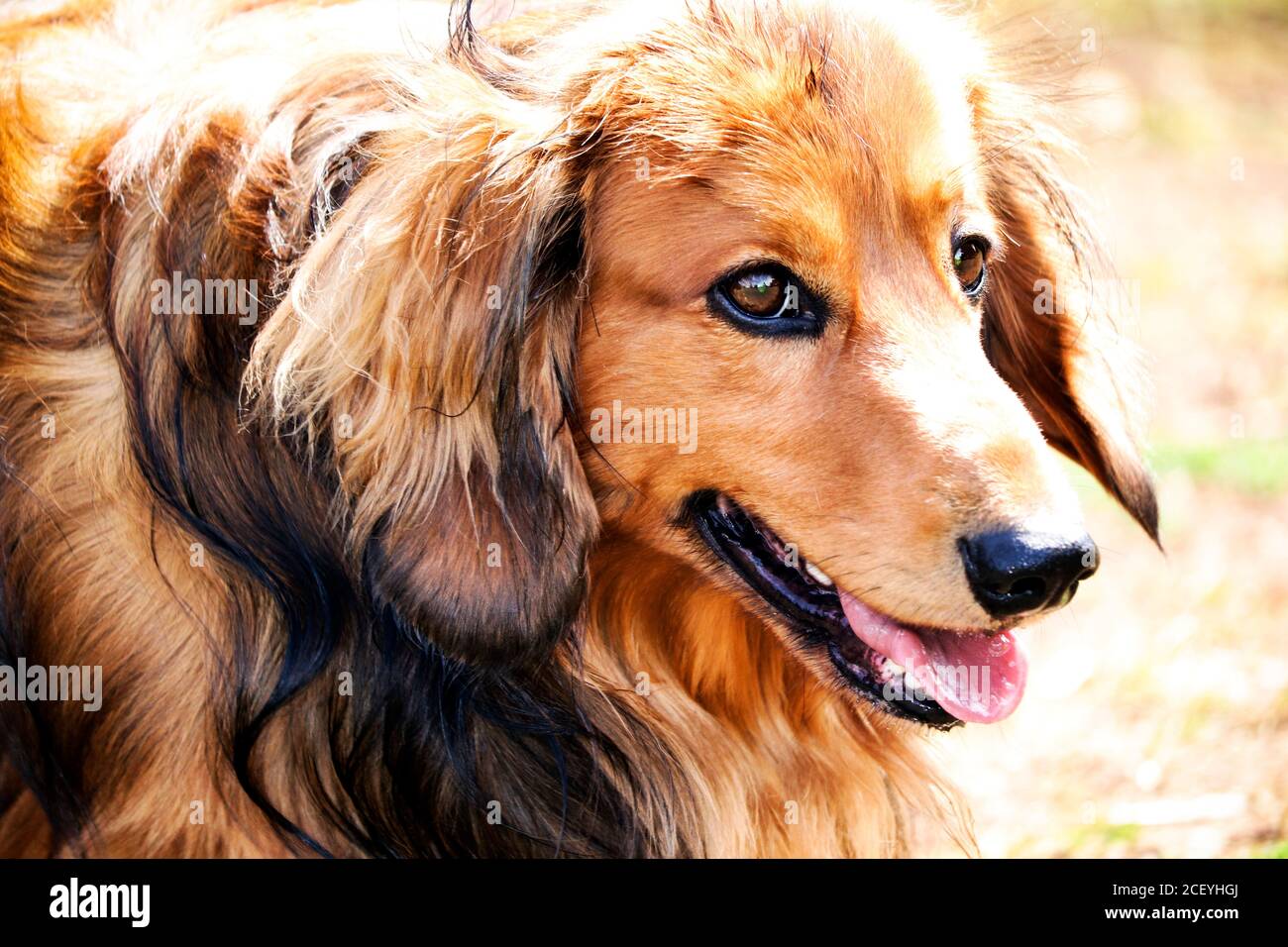 Happy wiener dog hi-res stock photography and images - Alamy