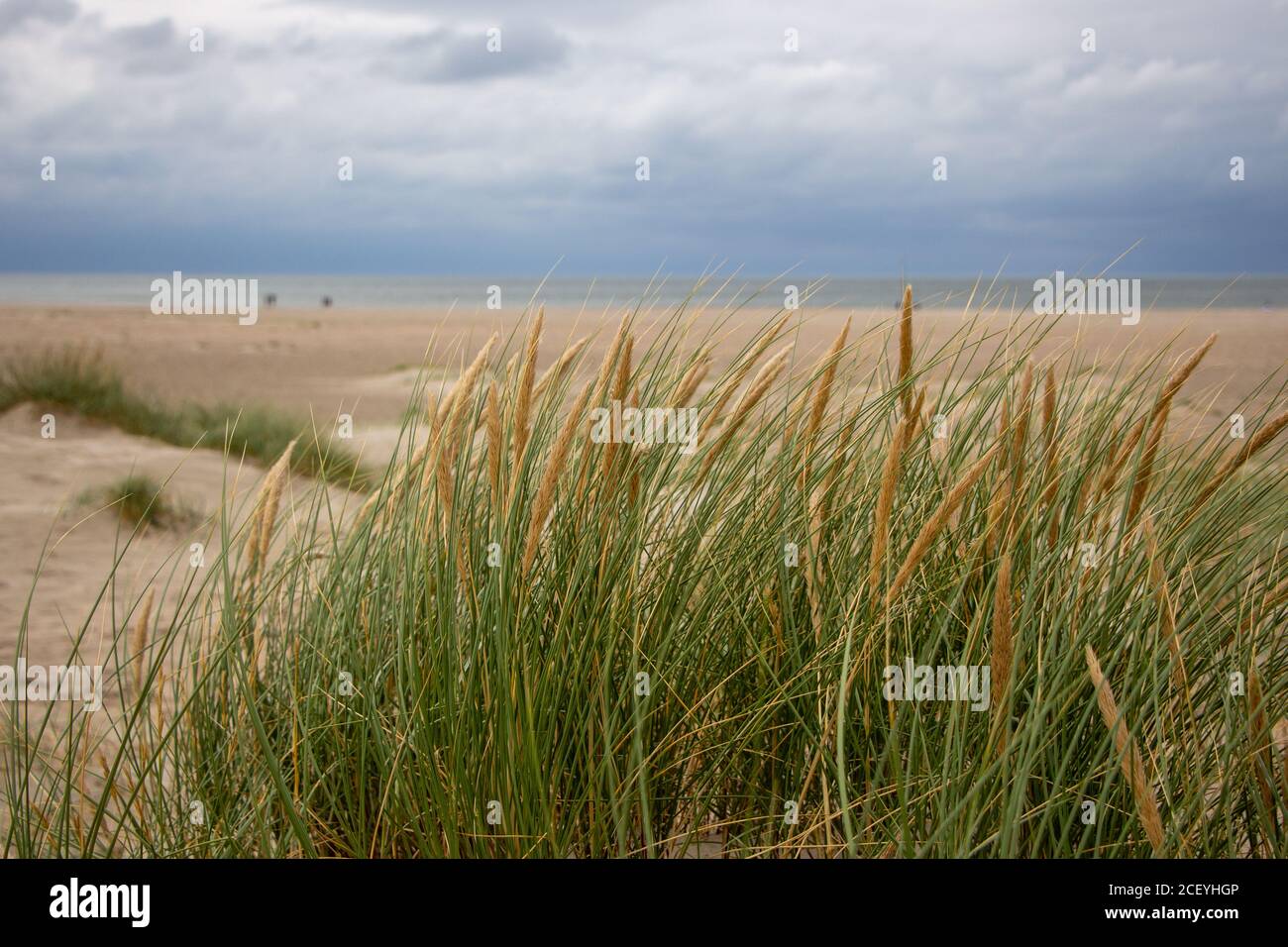 Hike around Romo Island, Denmark Stock Photo - Alamy