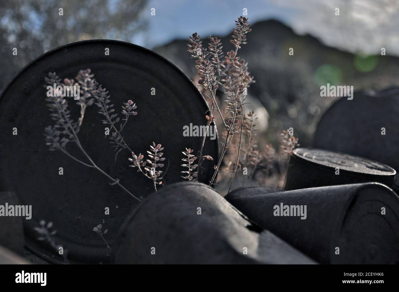 Desert Plants and Rust Stock Photo - Alamy