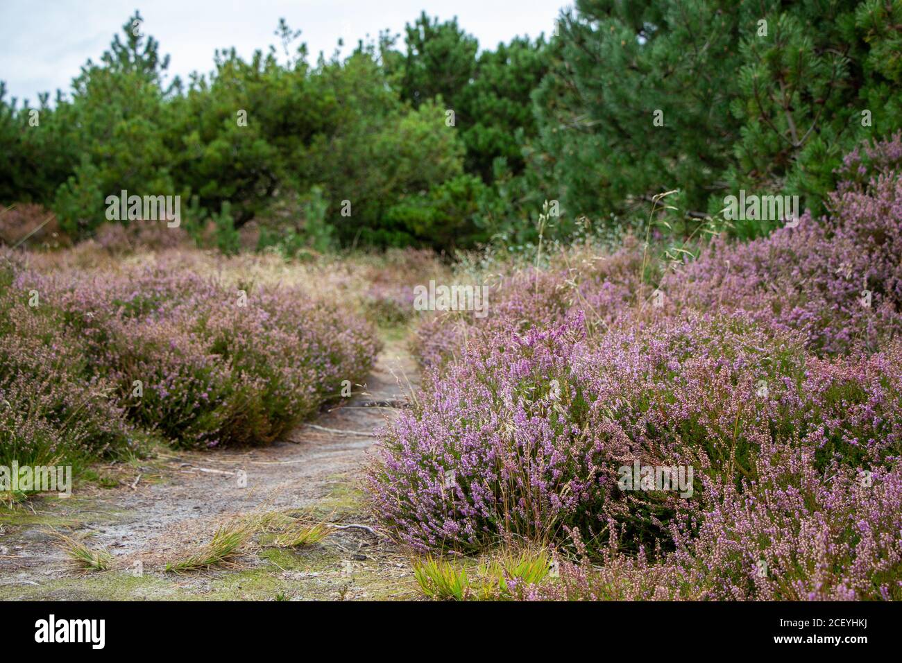 World war bunkers on Danish Island Romo, Denmark Stock Photo - Alamy