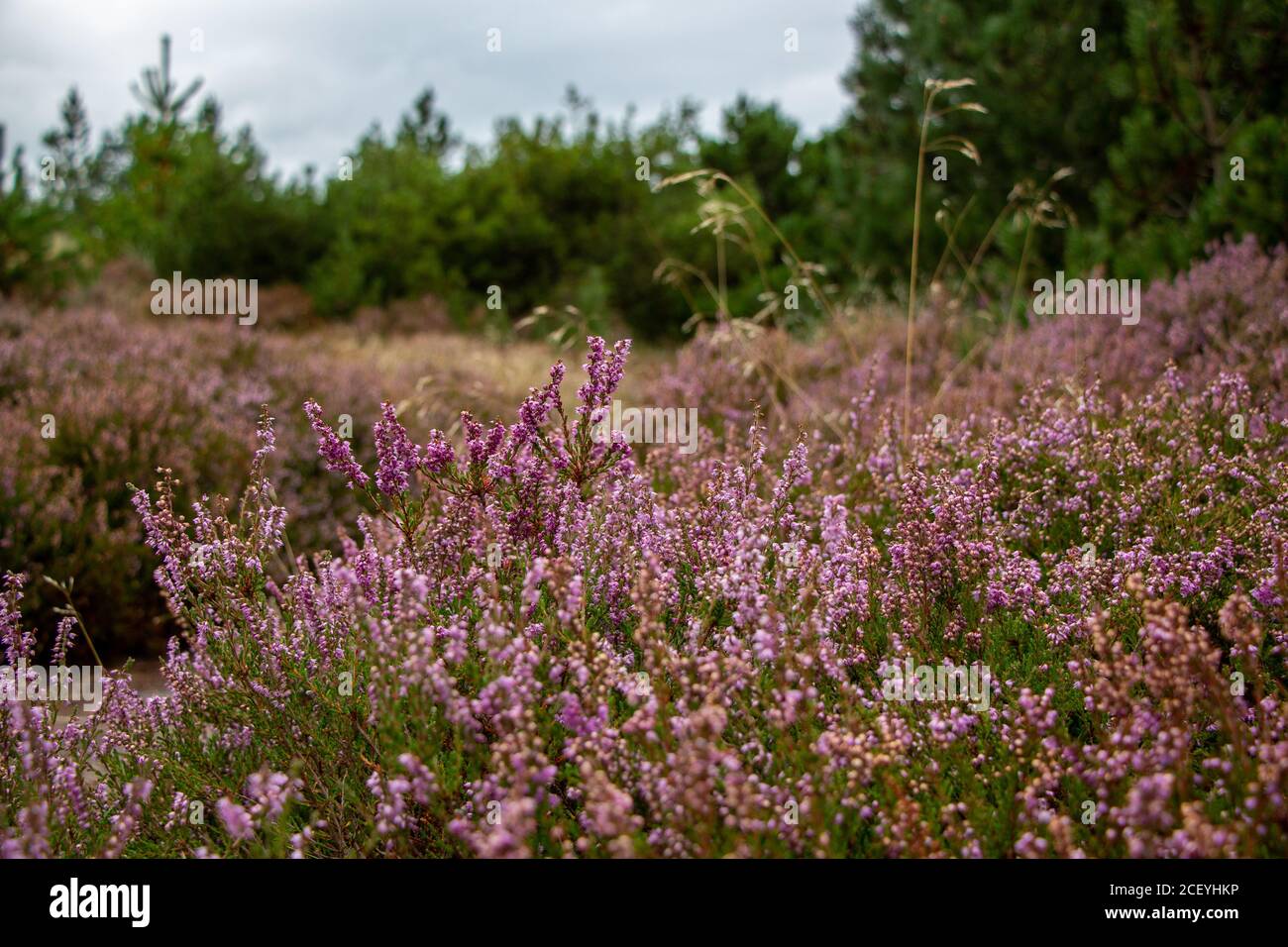 World war bunkers on Danish Island Romo, Denmark Stock Photo - Alamy