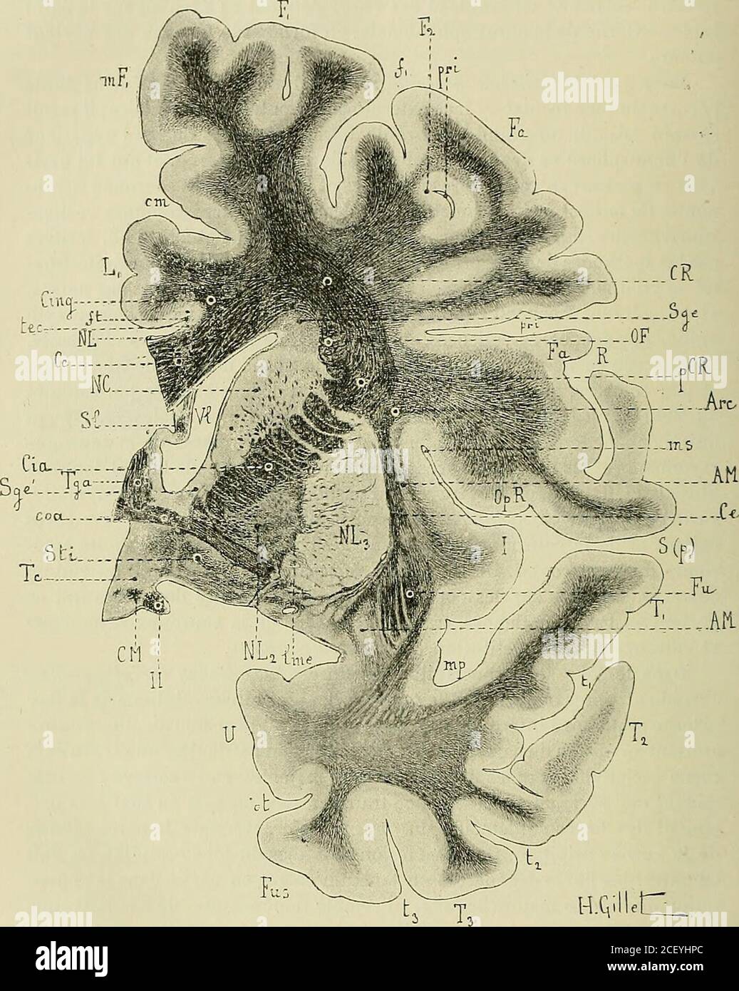 Tapetum occipital hi-res stock photography and images - Alamy