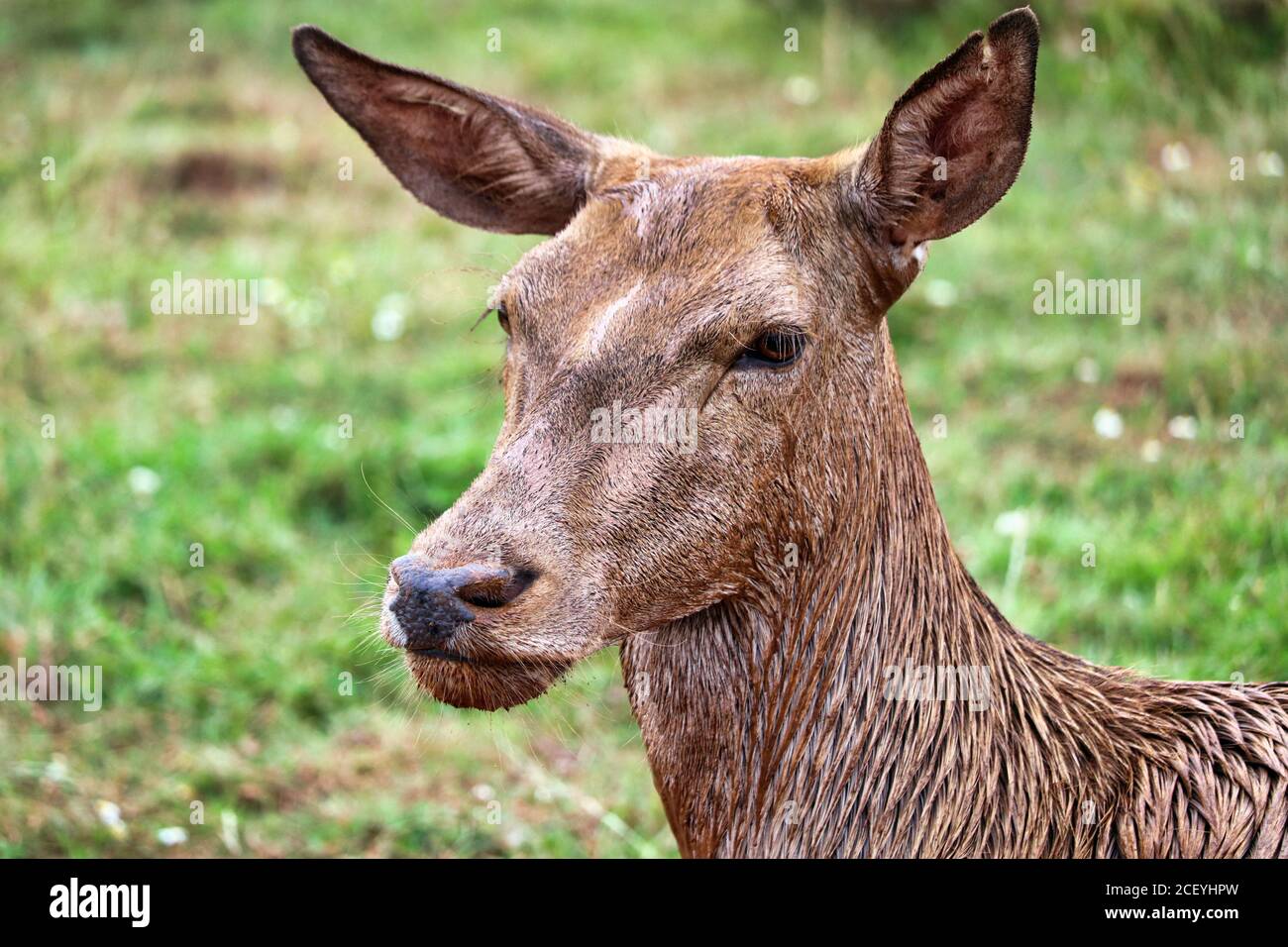 Elegant deer brown color hi-res stock photography and images - Alamy