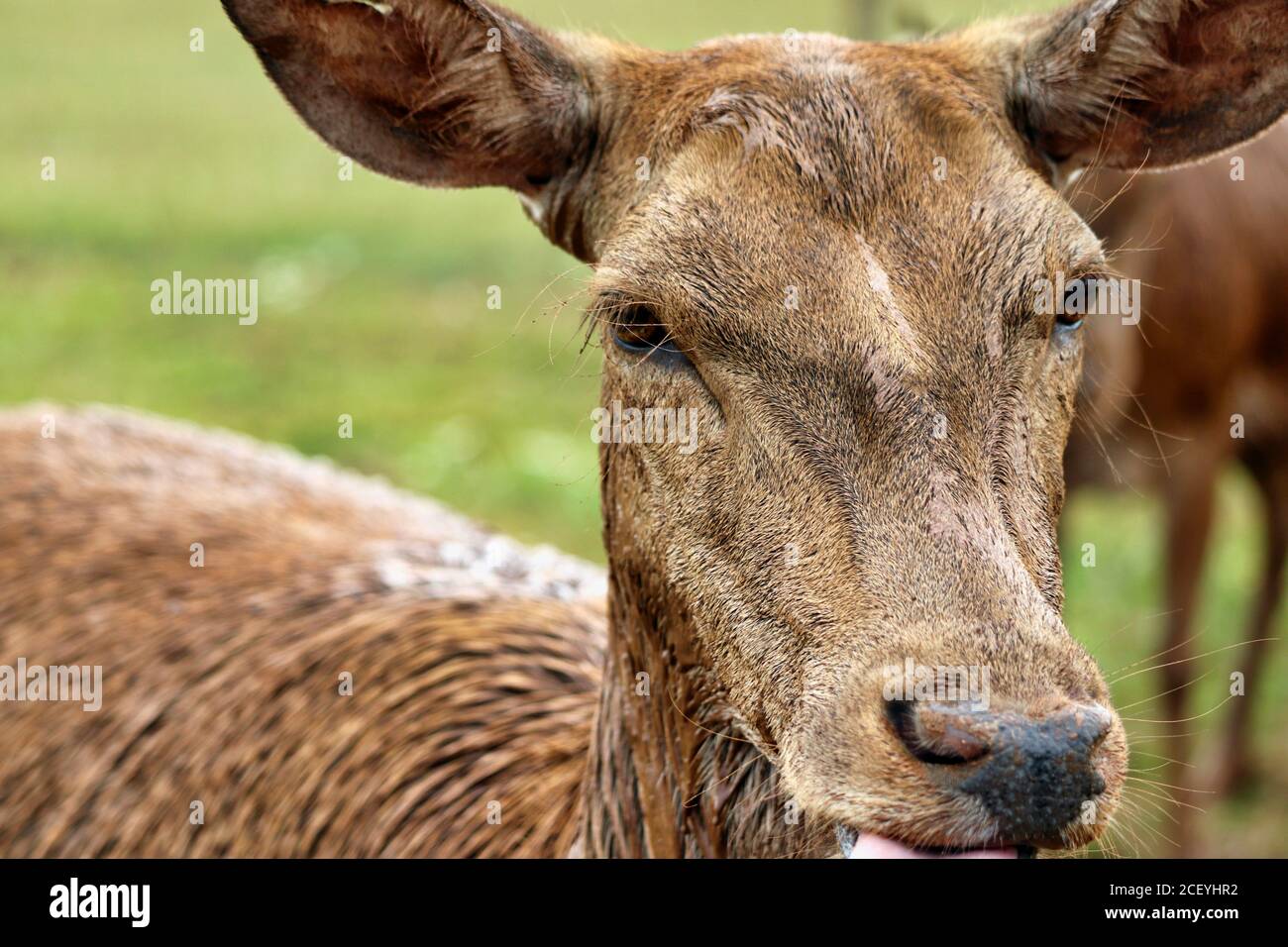 Elegant deer brown color hi-res stock photography and images - Alamy