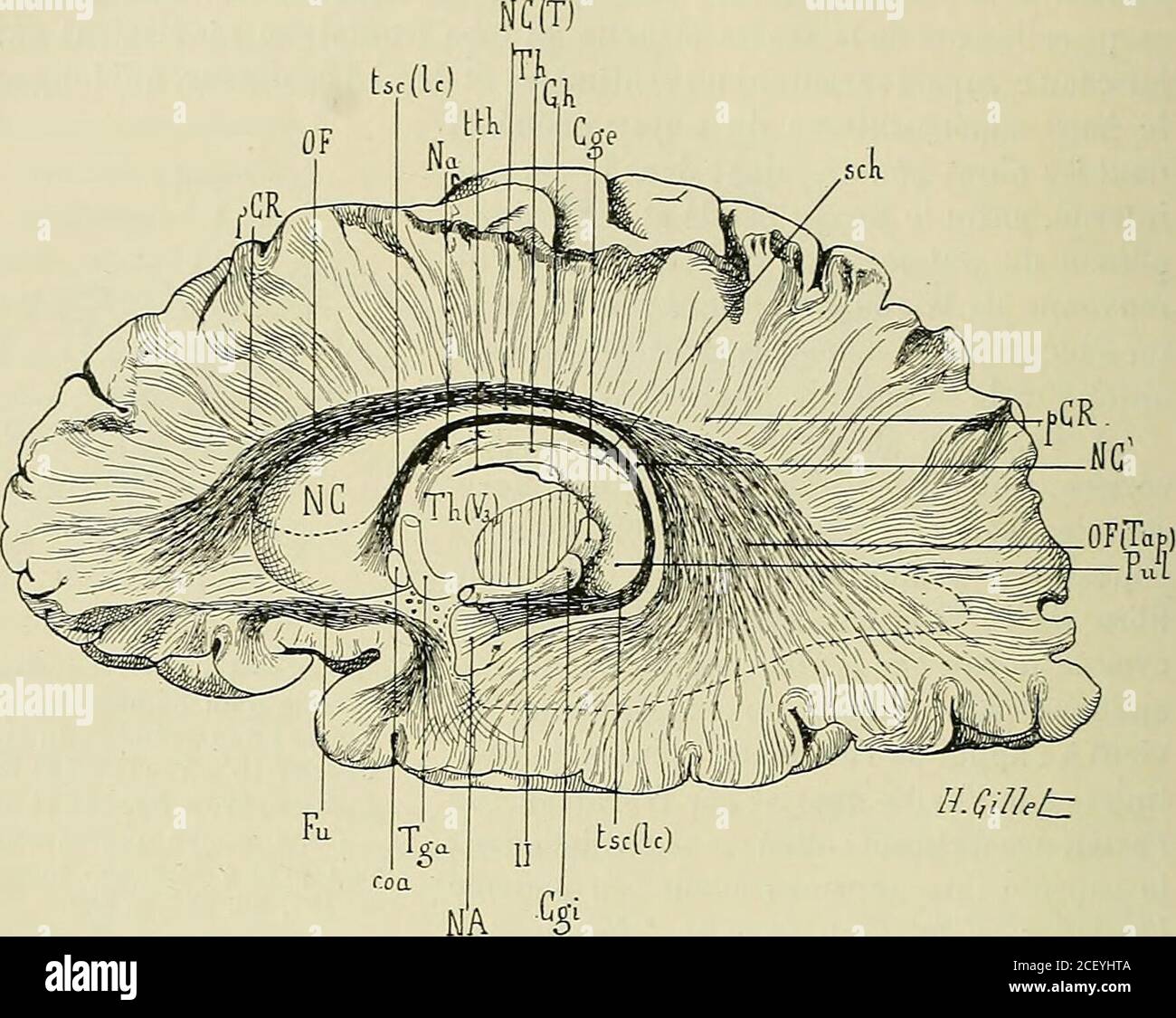 . Anatomie des centres nerveux. tha-lamiques. — Voc, corne occipitale ...