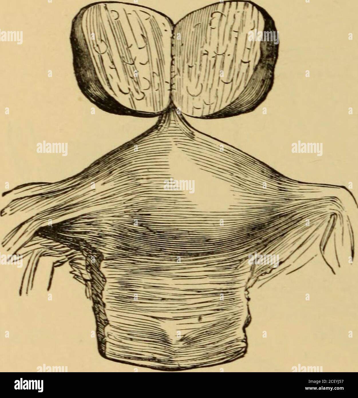 Sacral promontory hi-res stock photography and images - Alamy