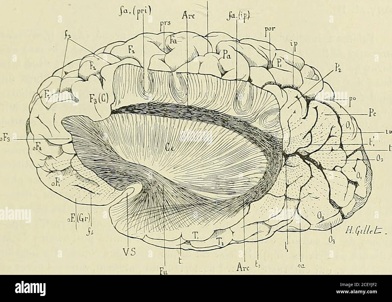 Anatomie du noyau hi-res stock photography and images - Alamy