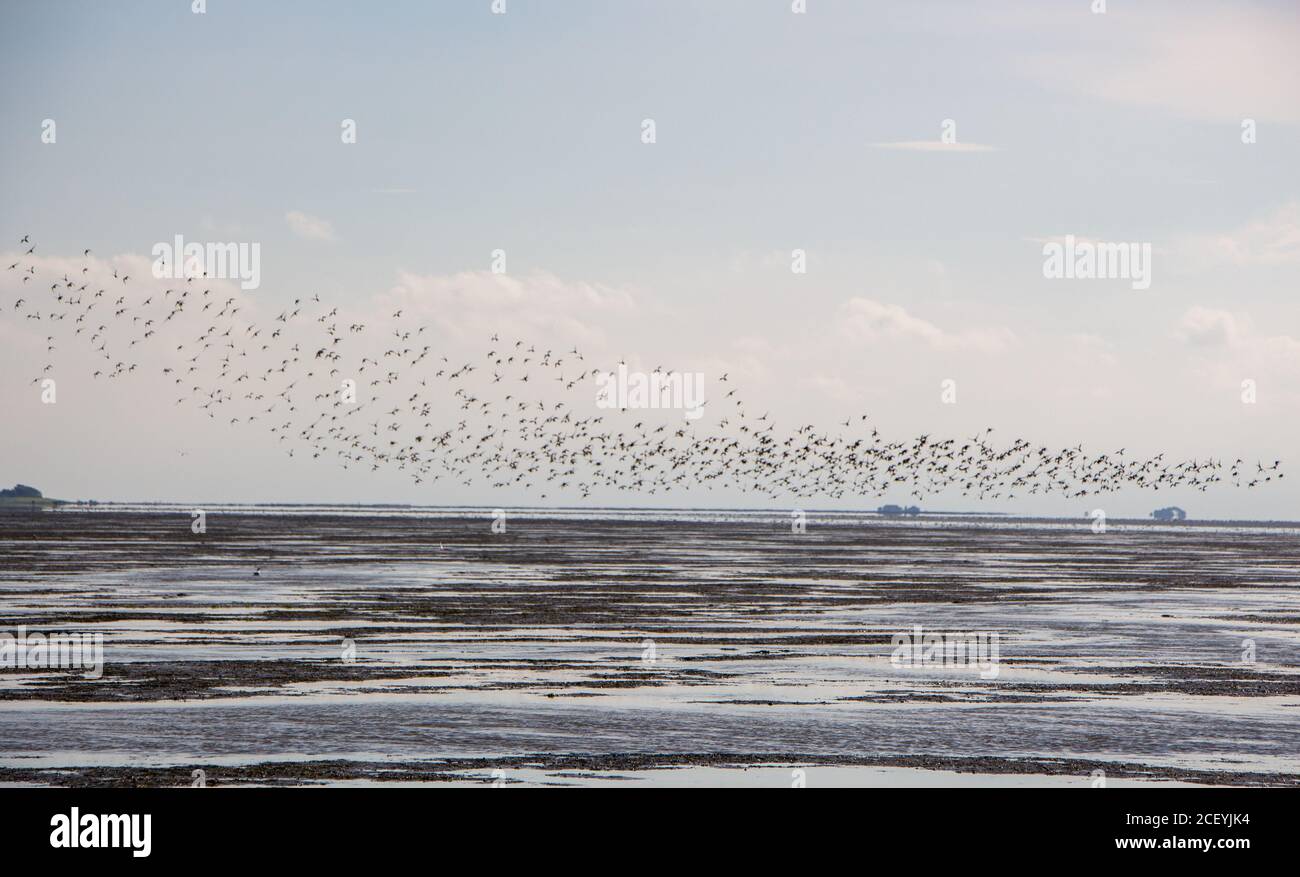 Seagull in mudflat hi-res stock photography and images - Alamy