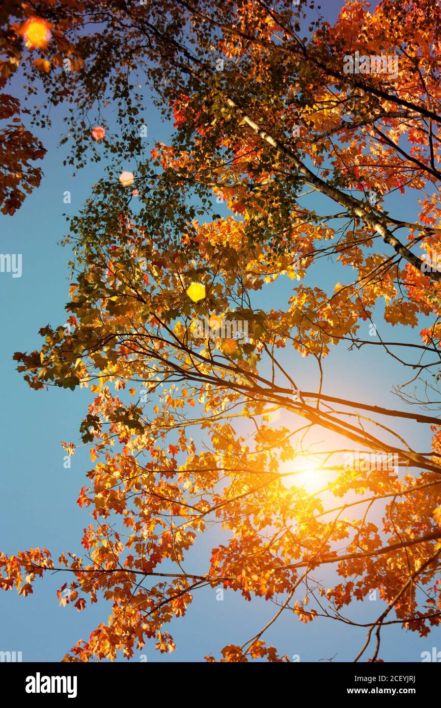Sunset and oak trees. Sunlight through tree foliage. Yellow, red, green ...