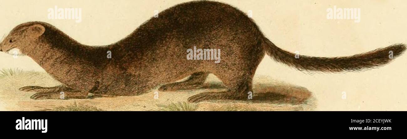 . Natural history of New York. i/dy r,r VVmv II. C^^ flirj>//iff ...