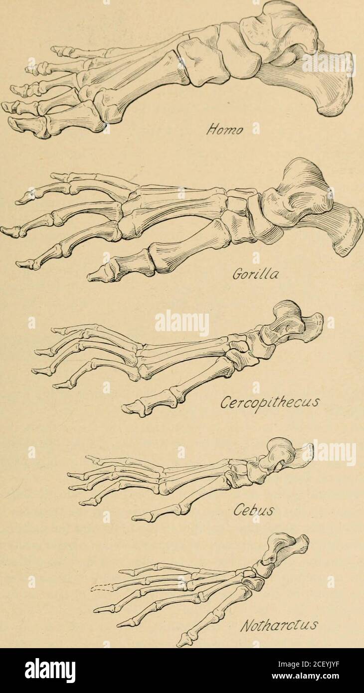 . Guide leaflet. THE FOOT IN (A) GORILLA,(B) MAN. After dissections bv ...