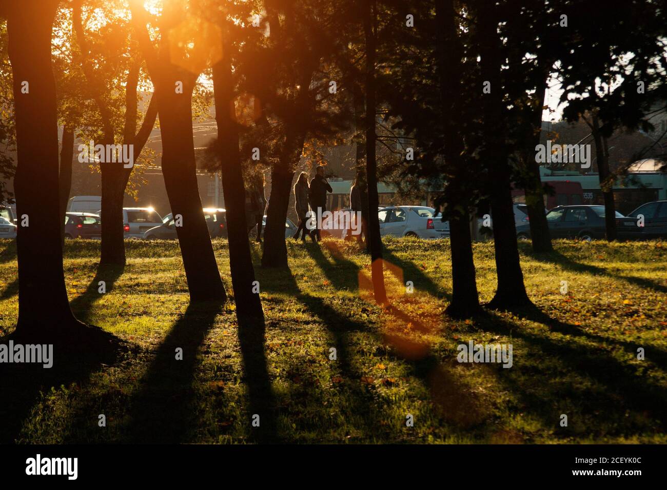 Sunset and trees shadows. Sunlight through tree foliage. Yellow, red ...