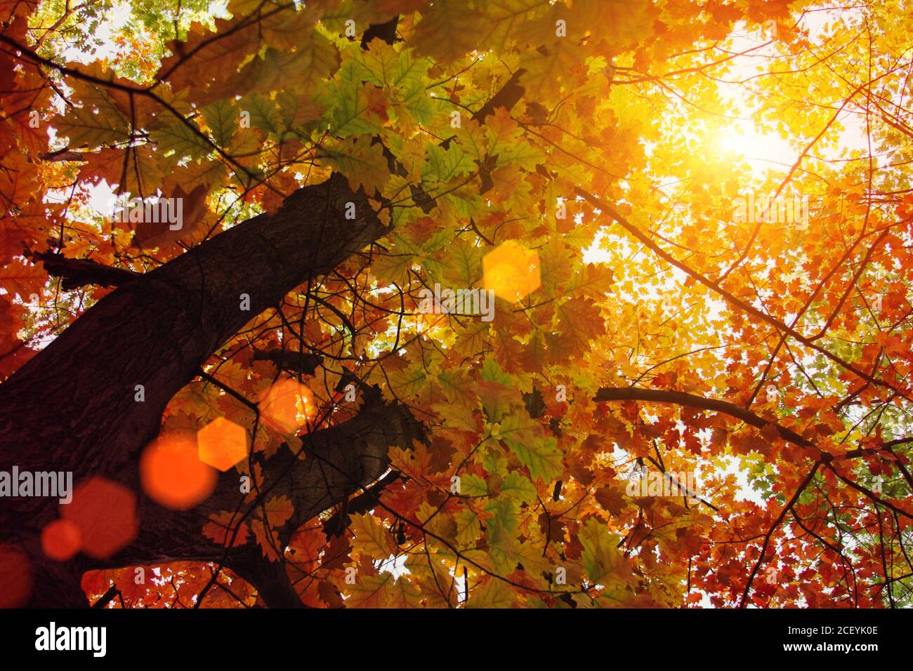 Sunset and oak trees. Sunlight through tree foliage. Yellow, red, green ...