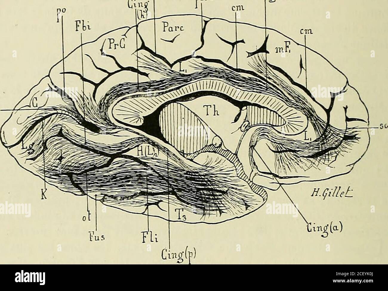 Subiculum hi-res stock photography and images - Alamy