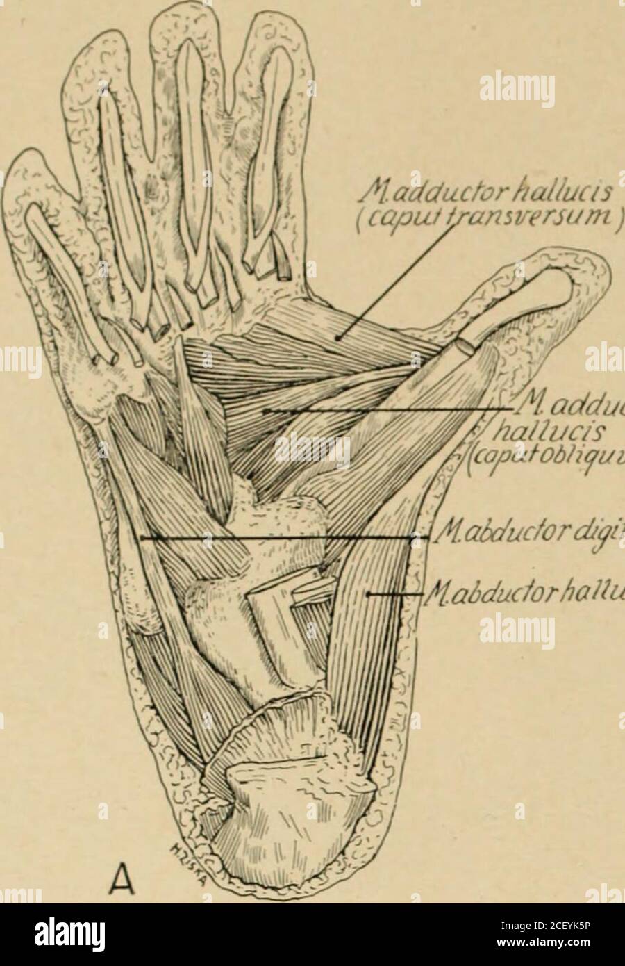 . Guide leaflet. -AiLtO MONKE Fig. 17. FEET OF PRIMATES. Casts showing ...