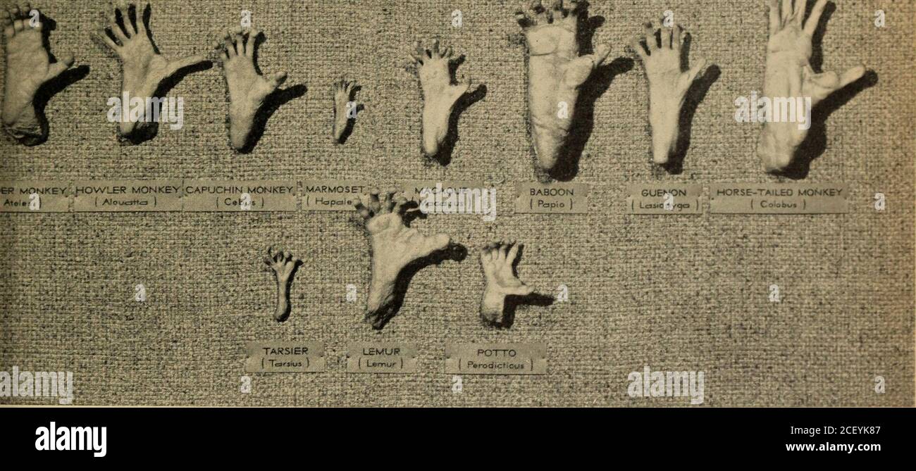 . Guide leaflet. -AiLtO MONKE Fig. 17. FEET OF PRIMATES. Casts showing ...